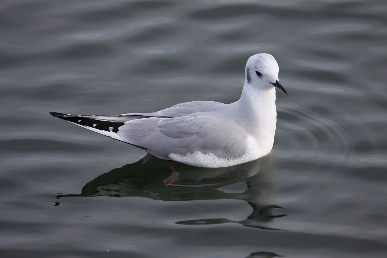 Nature Note – Bonaparte's gull - LCC