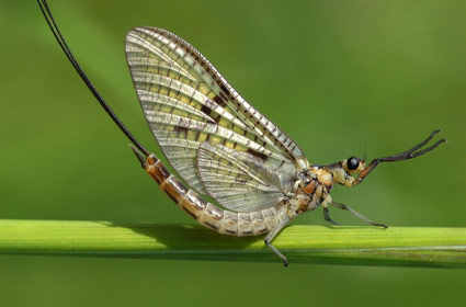 Nature Note - Mayflies - LCC