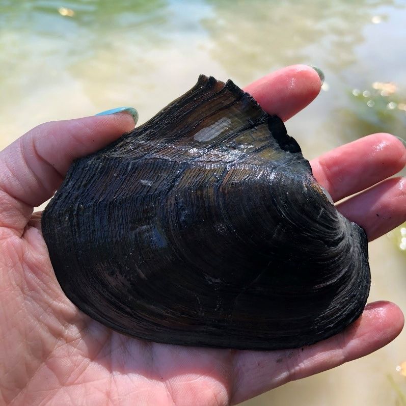 Mysterious Mussels of Lake Champlain—Your Help Needed - LCC
