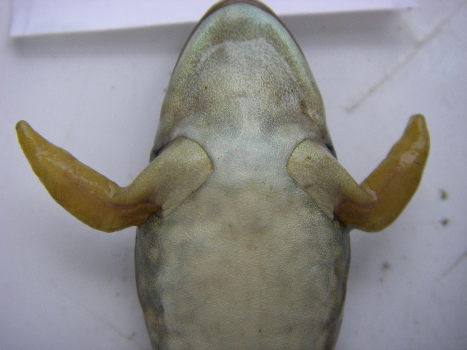 Lake Champlain Refuge Frogs Included in Nationwide Survey on ...