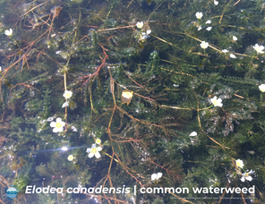 Native Aquatic Plants - Lake Champlain Committee