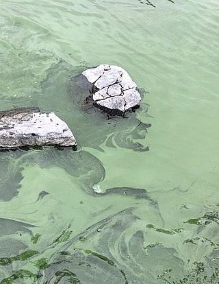 Instructions for Photographing Cyanobacteria Blooms & Taking Water ...