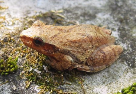 Lake Look – Calls of Relief—Spring Peepers - LCC