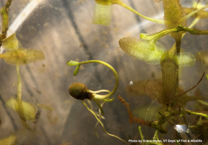 Native Aquatic Plants in Winter - Lake Champlain Committee